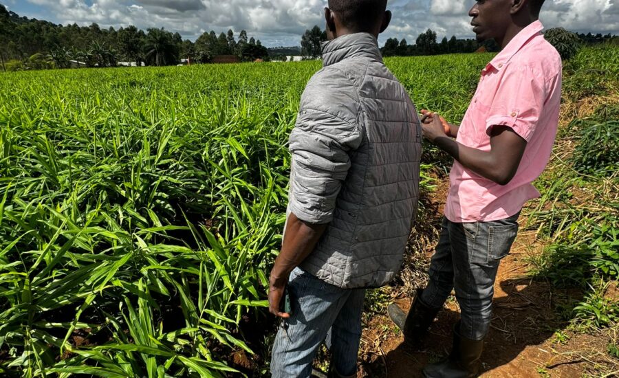 Back-chain Investment in Key to Competitiveness of Uganda’s Agro ...